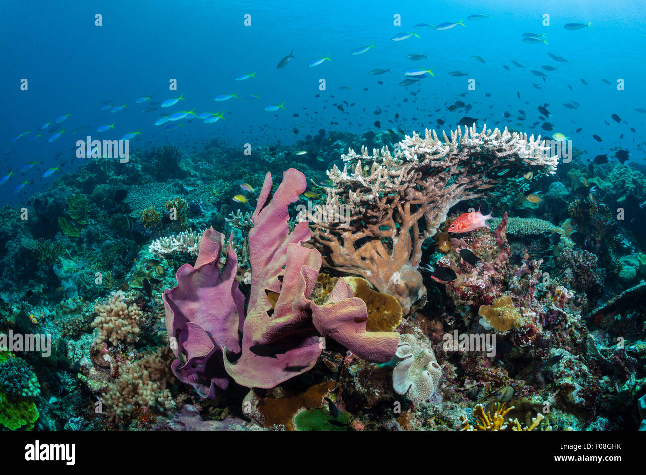 Elephant Ear Sponge in Coral Reef, Ianthella basta, Florida Islands ...