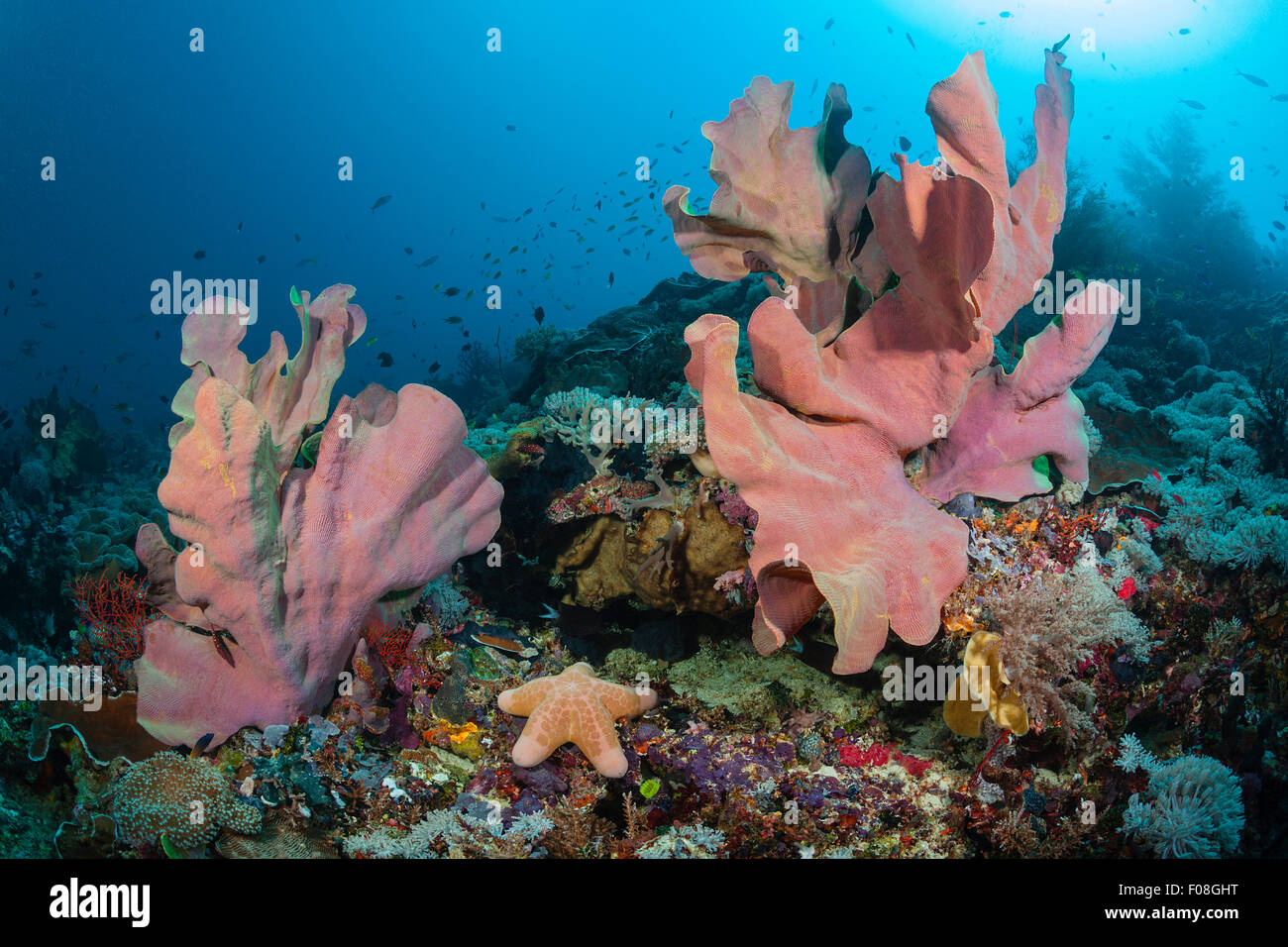 Sea elephant reef hi-res stock photography and images - Alamy