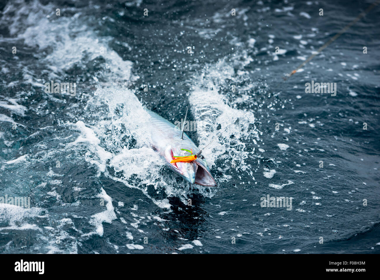 Fish on the hook in the ocean. Fishing from a sailing yacht Stock Photo ...