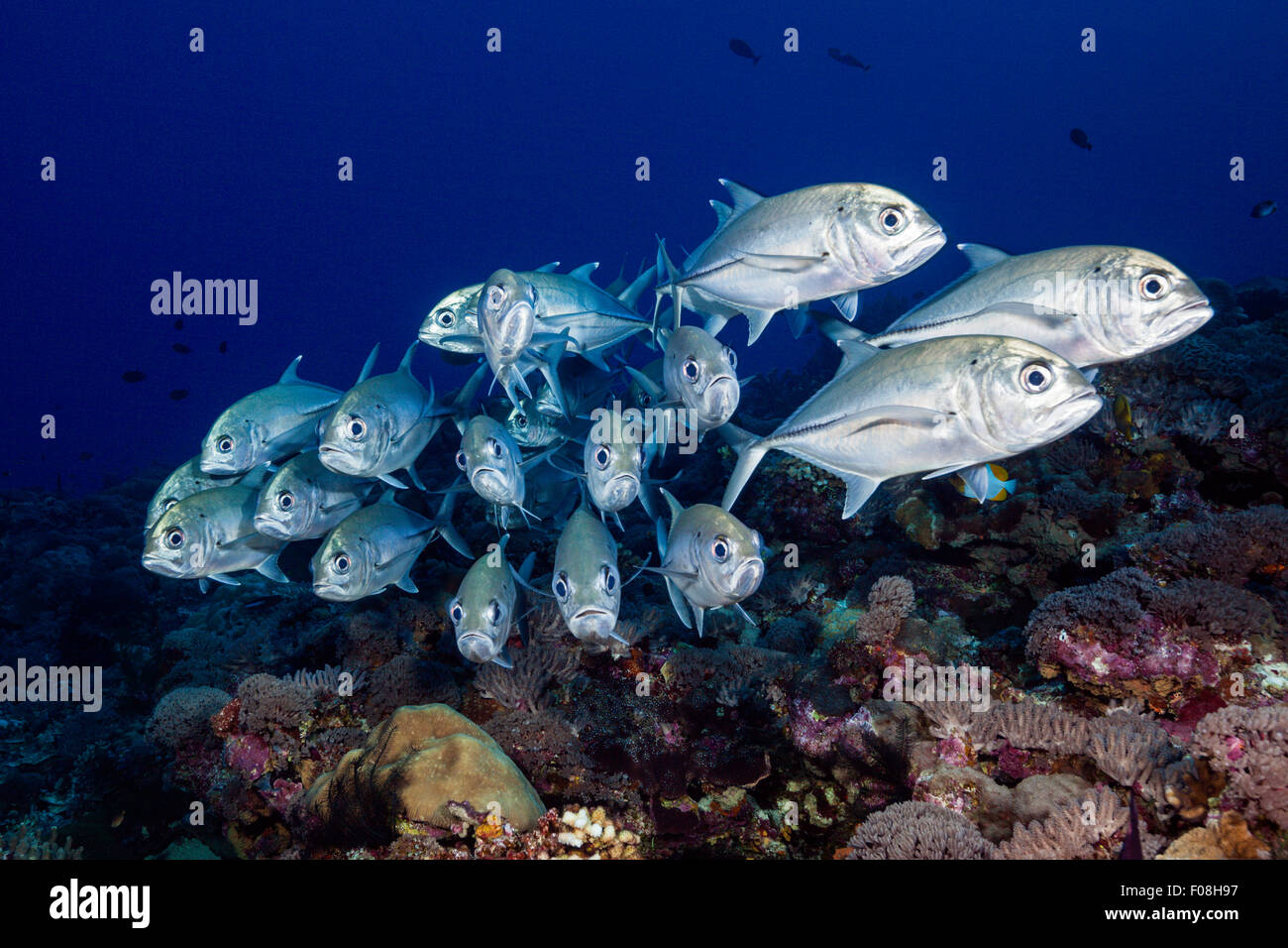 Trevally fish hi-res stock photography and images - Alamy
