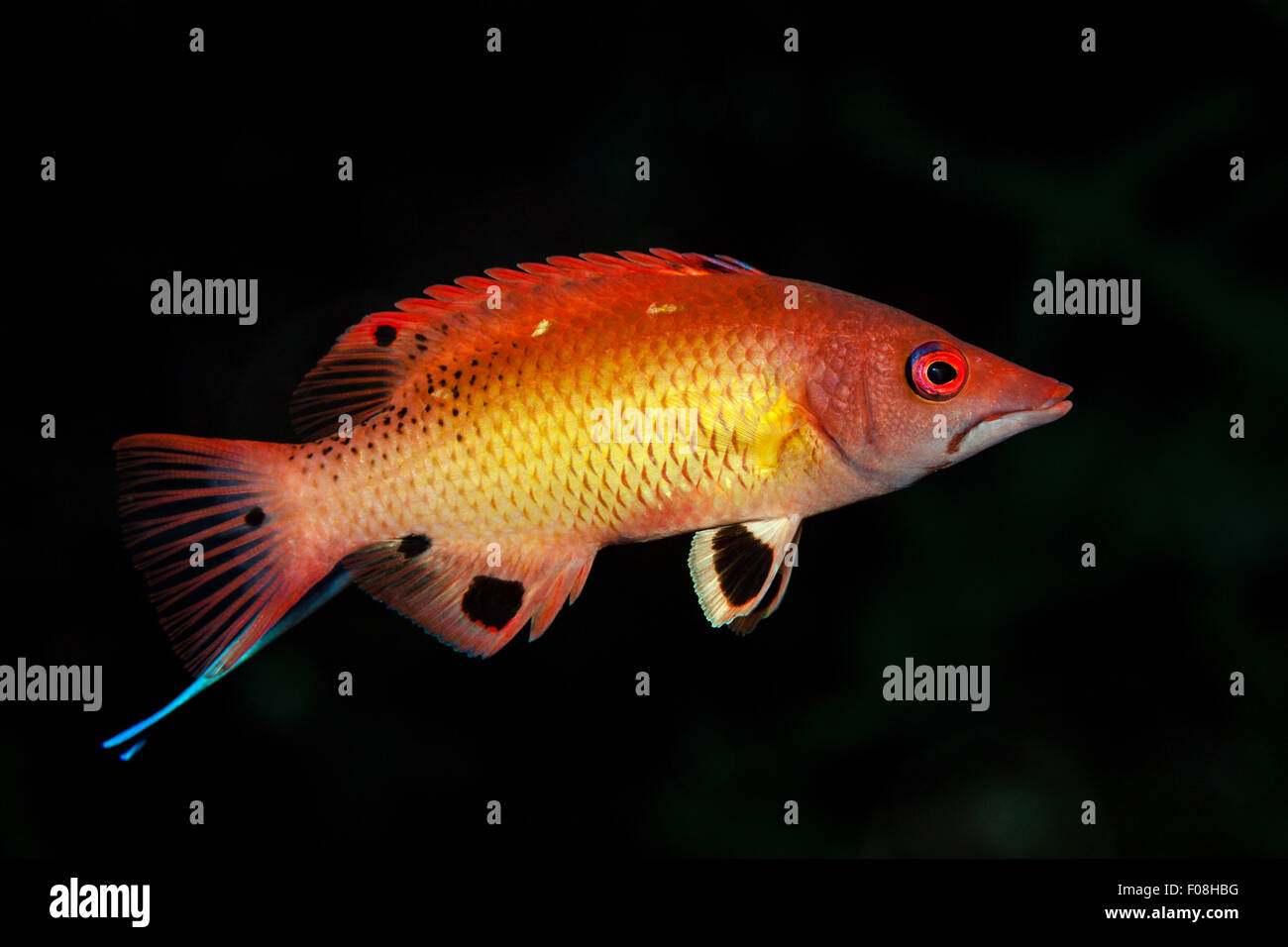 Dianas Hogfish, Bodianus diana, Marovo Lagoon, Solomon Islands Stock Photo - Alamy
