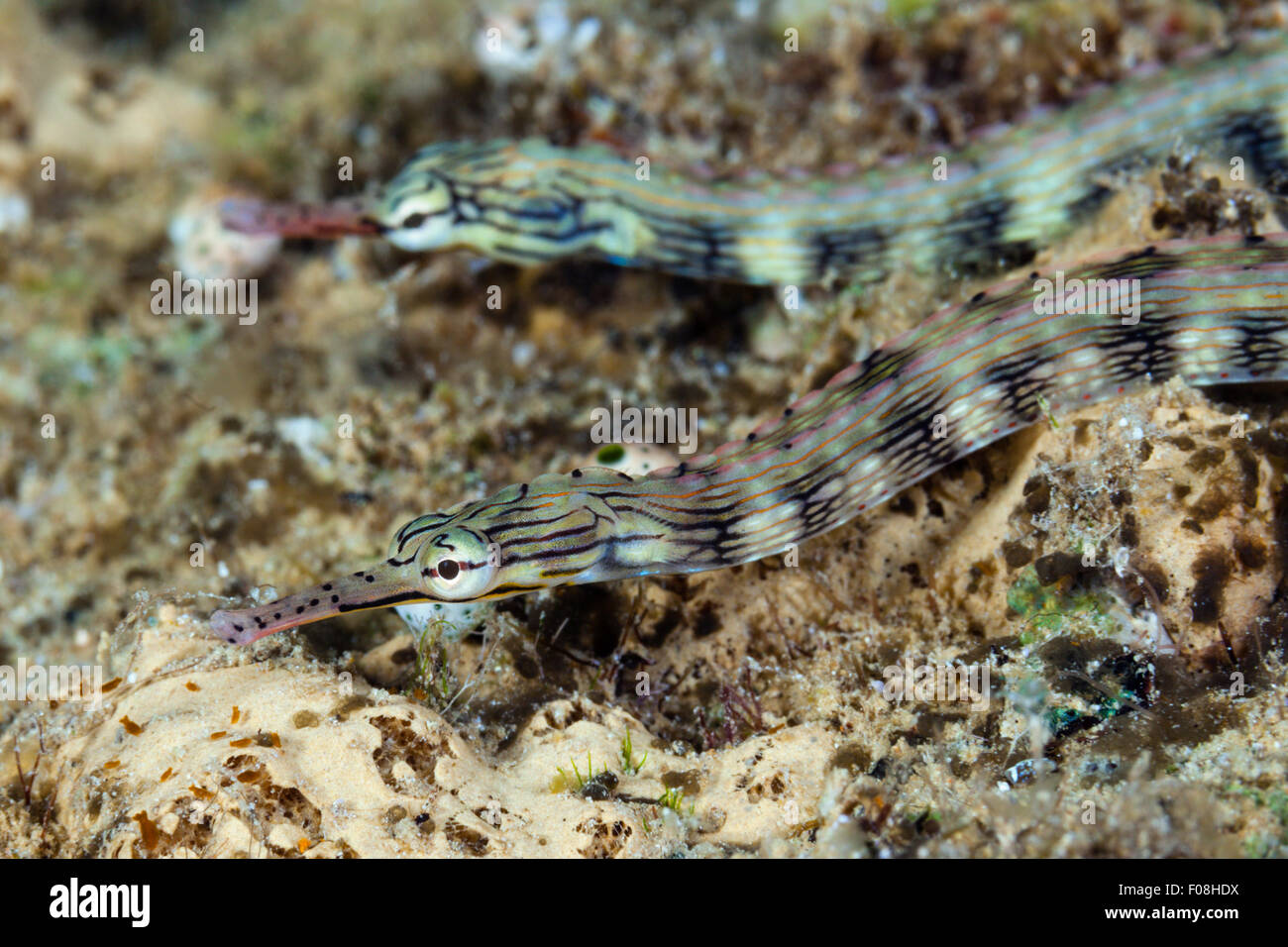 Brown-banded Pipefish, Corythoichthys haematopterus, Marovo Lagoon ...