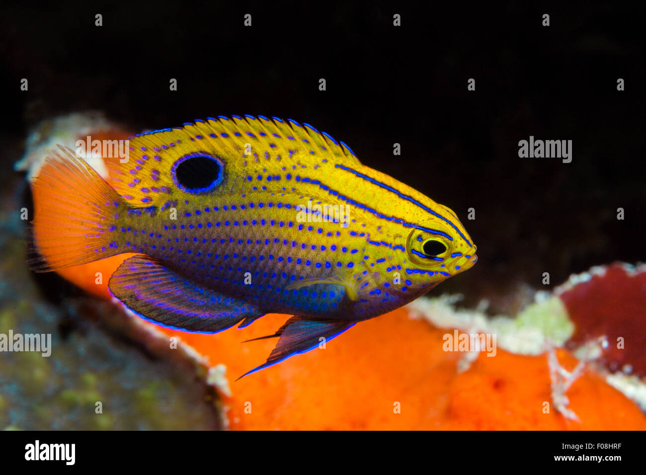Blue Damselfish