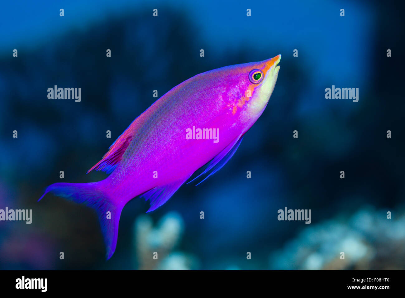 Yellowback Anthias, Pseudanthias tuka, Russell Islands, Solomon Islands ...