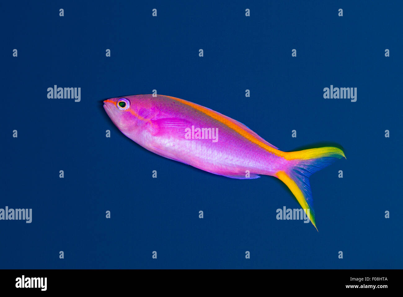Female yellowback anthias hi-res stock photography and images - Alamy