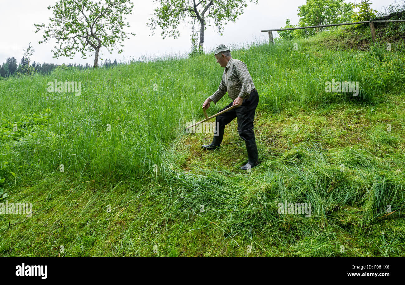 Austrian farmer using a traditional wooden scythe to cut a meadow field ...
