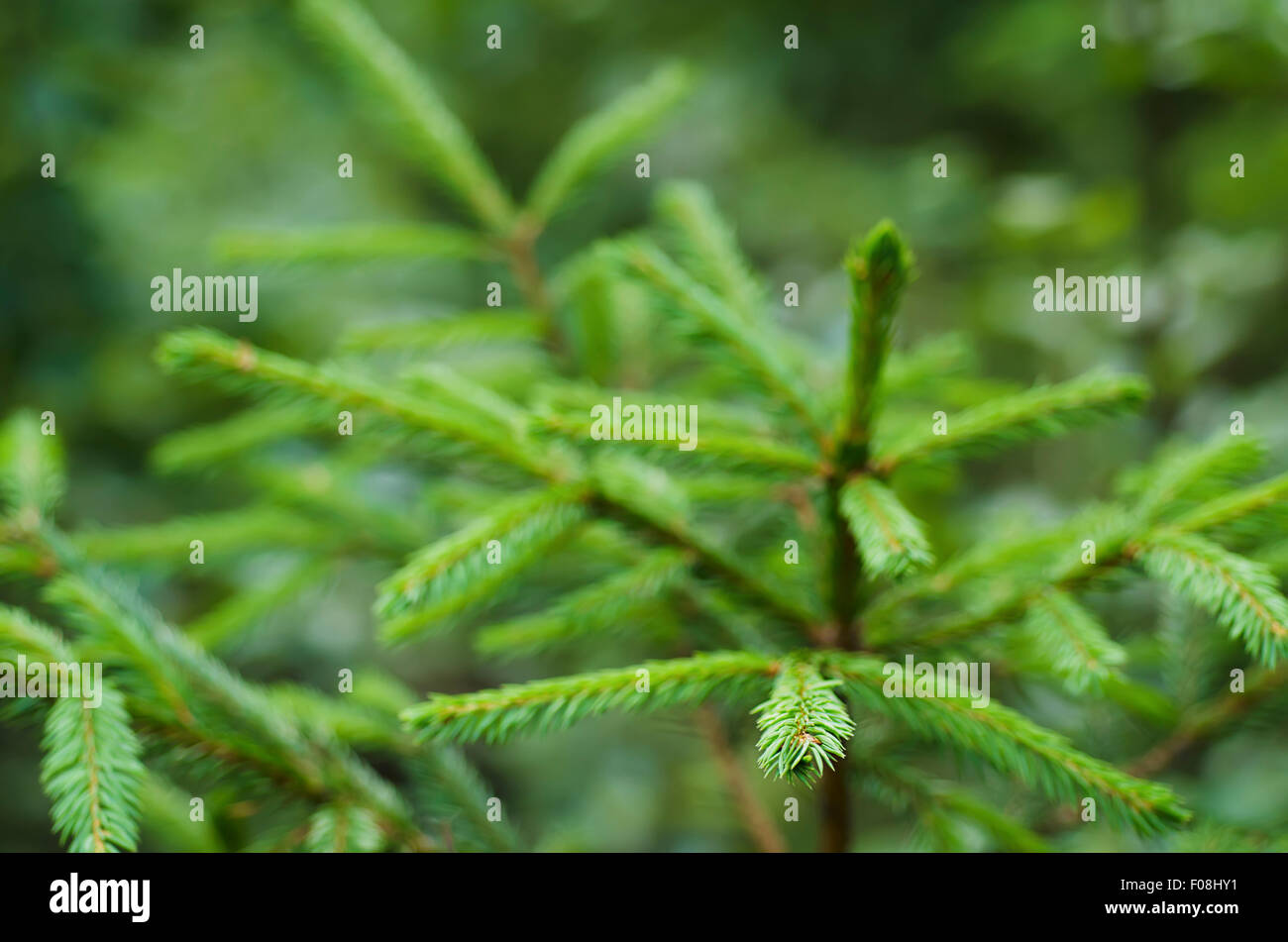 Fir tree background Stock Photo - Alamy