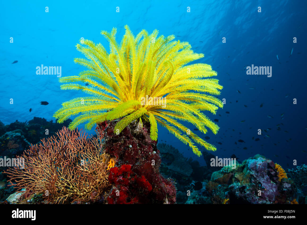 Yellow Crinoid in Coral Reef, Comanthina schlegeli, Marovo Lagoon ...