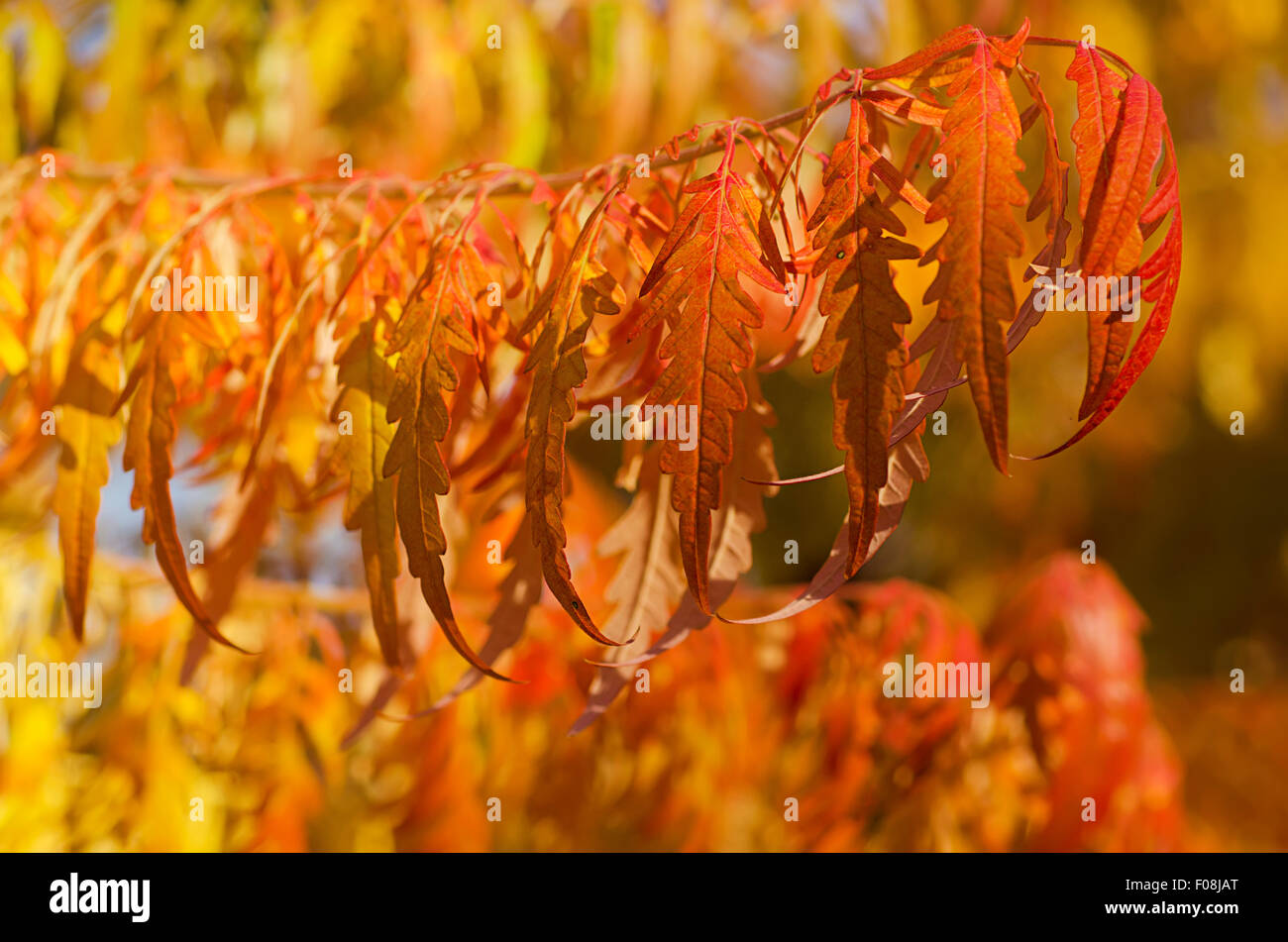 Autumn tree branch Stock Photo - Alamy