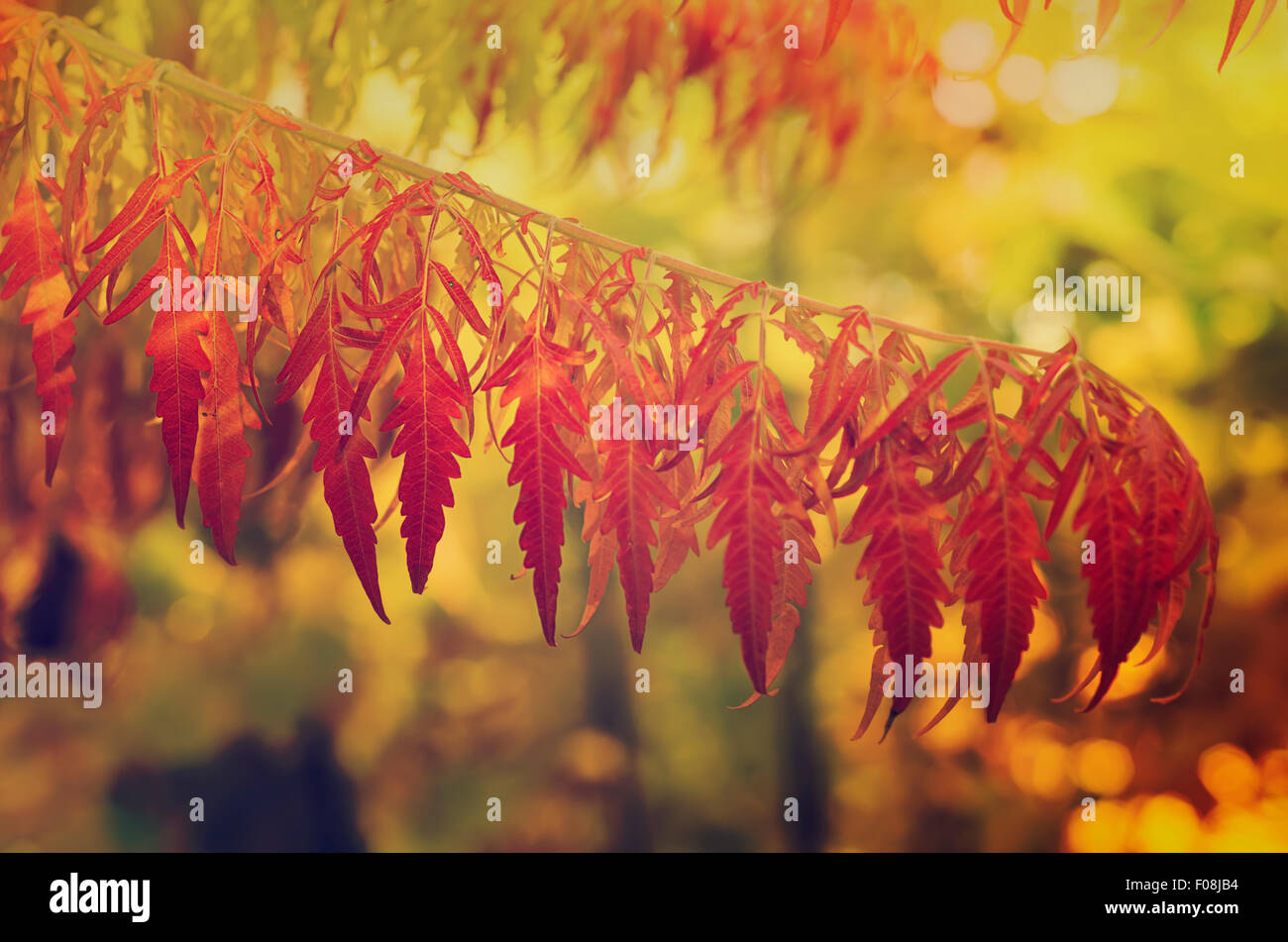 Autumn tree branch Stock Photo - Alamy