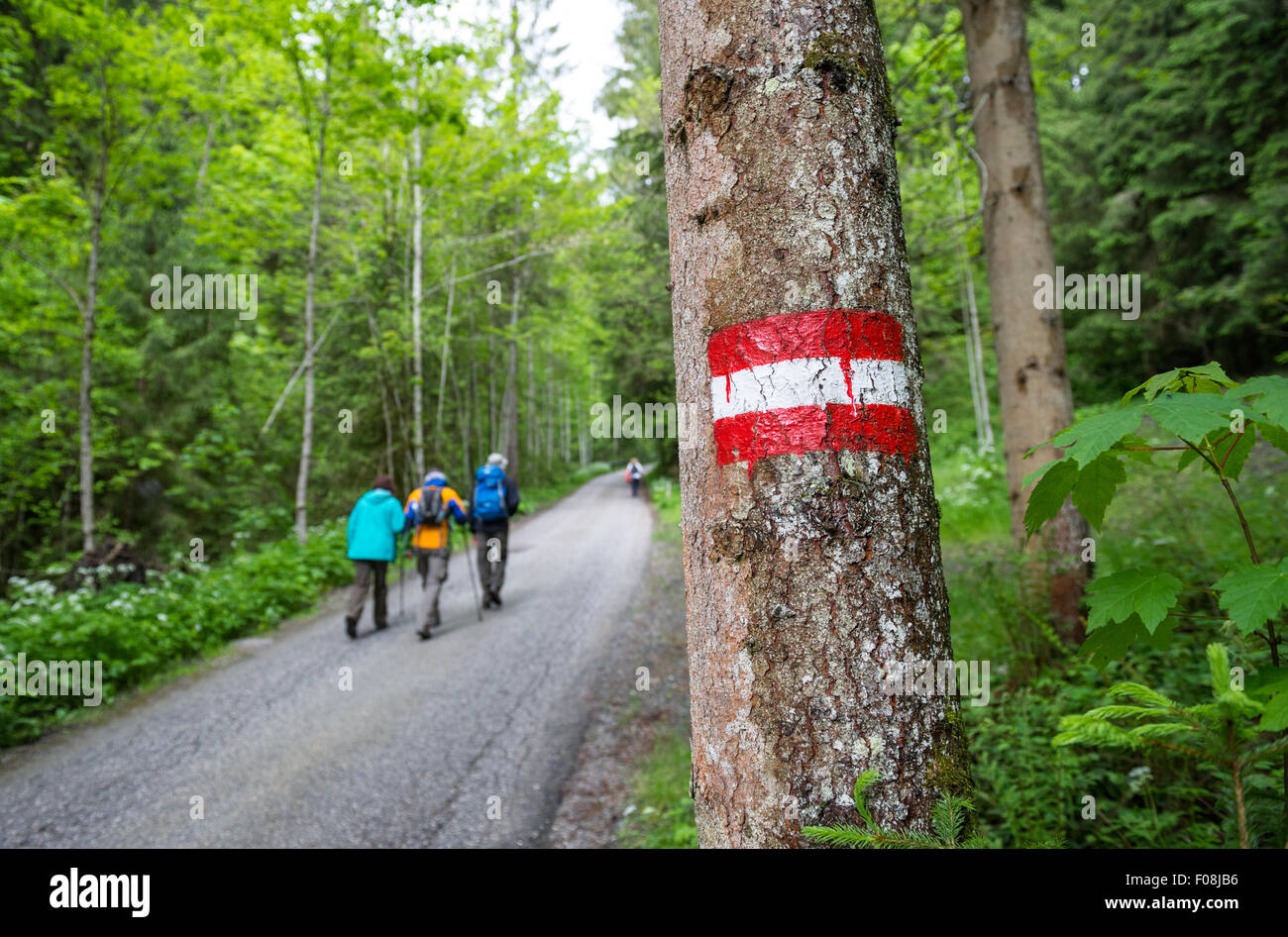 Hikers or walkers walking through a Austrian wood with the Austrian ...