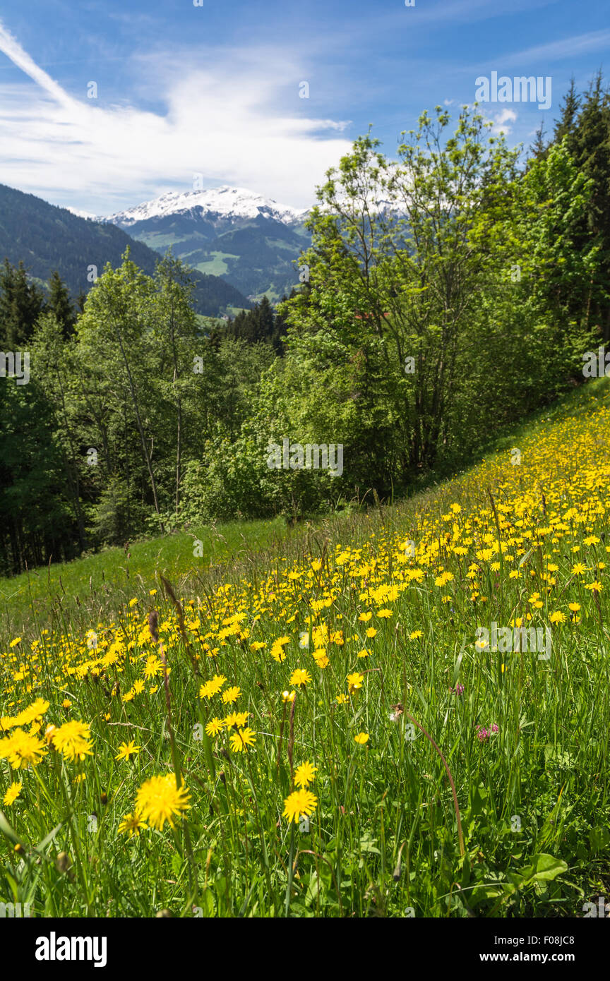 Traditional Austrian wild flower meadow, mainly dandelions and clove ...