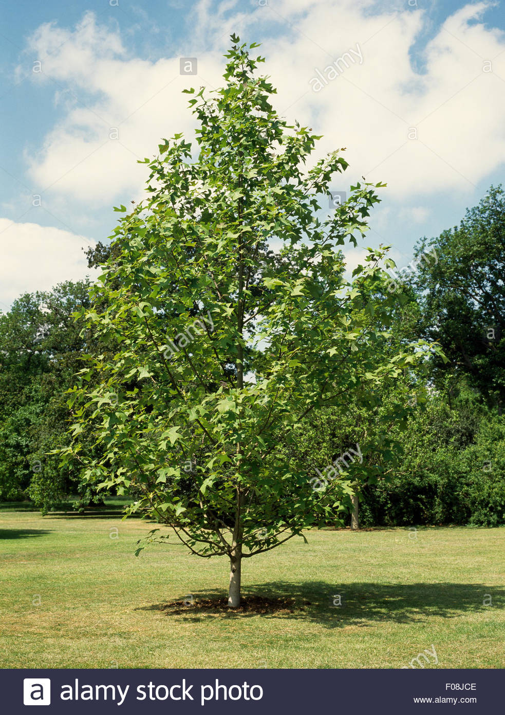 Liriodendron Chinense High Resolution Stock Photography and Images - Alamy