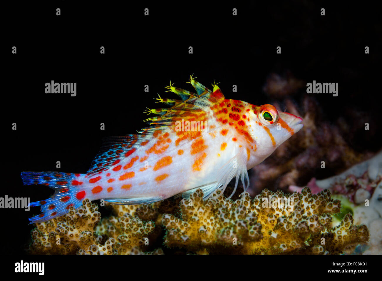 Dwarf Hawkfish, Cirrhitichthys falco, Florida Islands, Solomon Islands ...