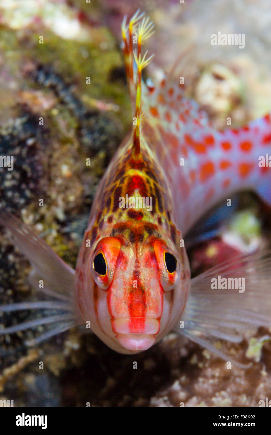 Dwarf hawkfish hi-res stock photography and images - Alamy