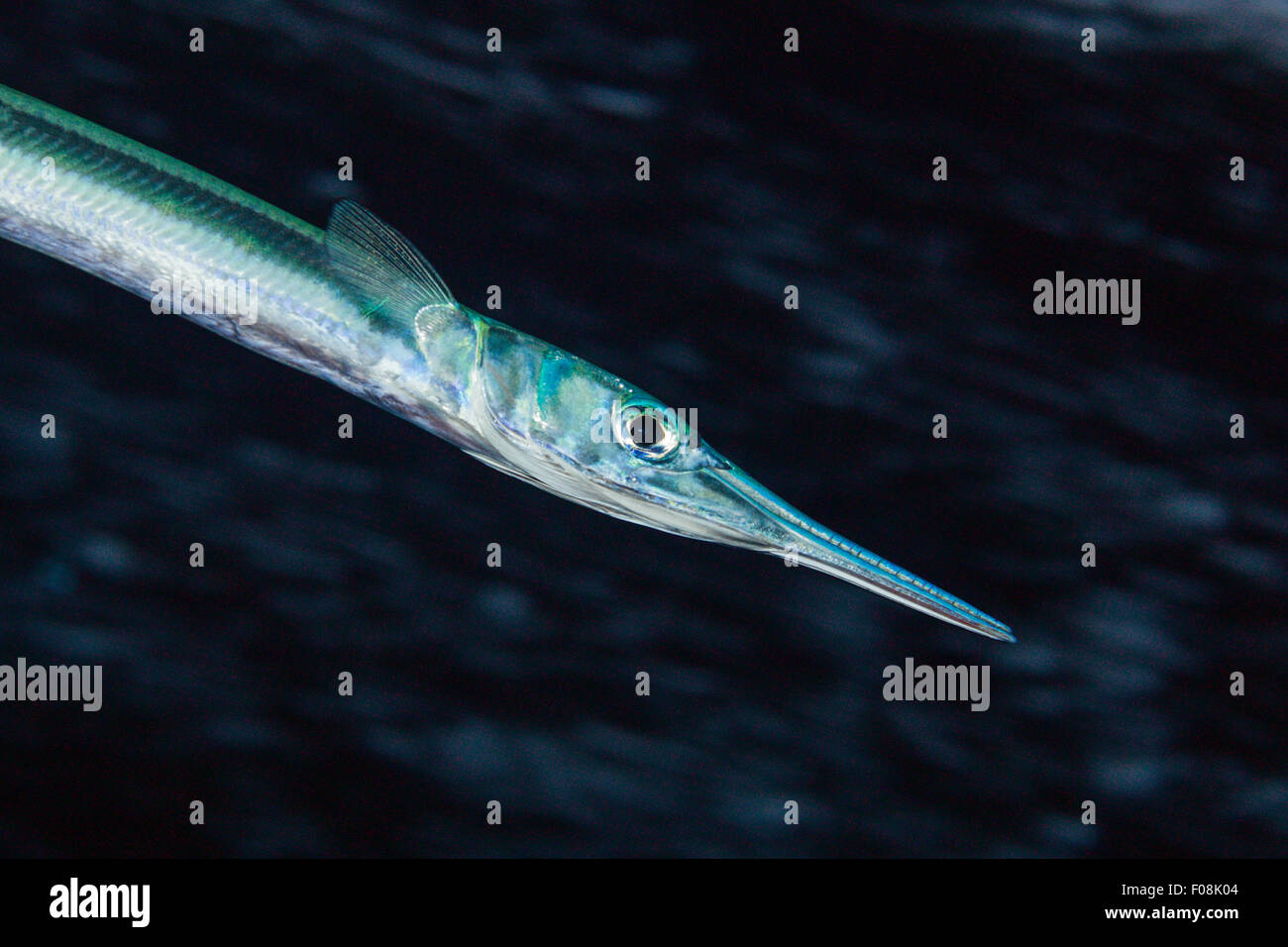 Needlefish, Tylosurus sp., Florida Islands, Solomon Islands Stock Photo ...