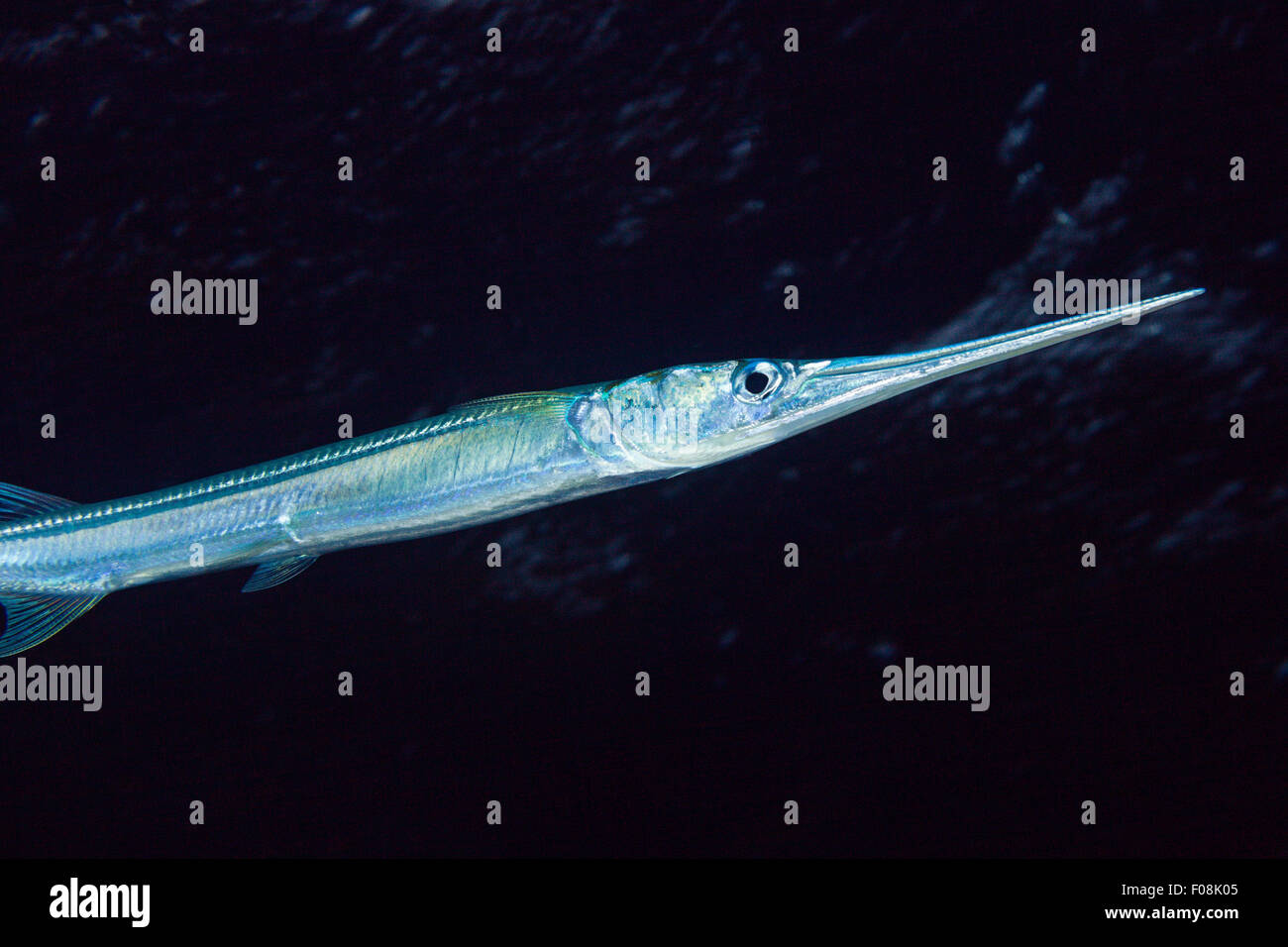 Needlefish, Tylosurus sp., Florida Islands, Solomon Islands Stock Photo ...