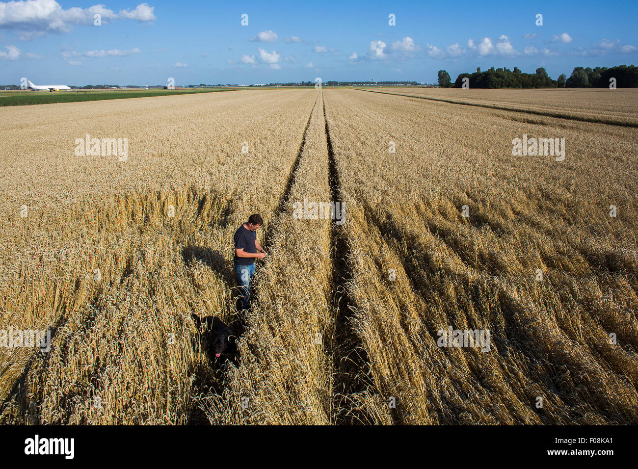Agriculture land in the Netherlands Stock Photo - Alamy