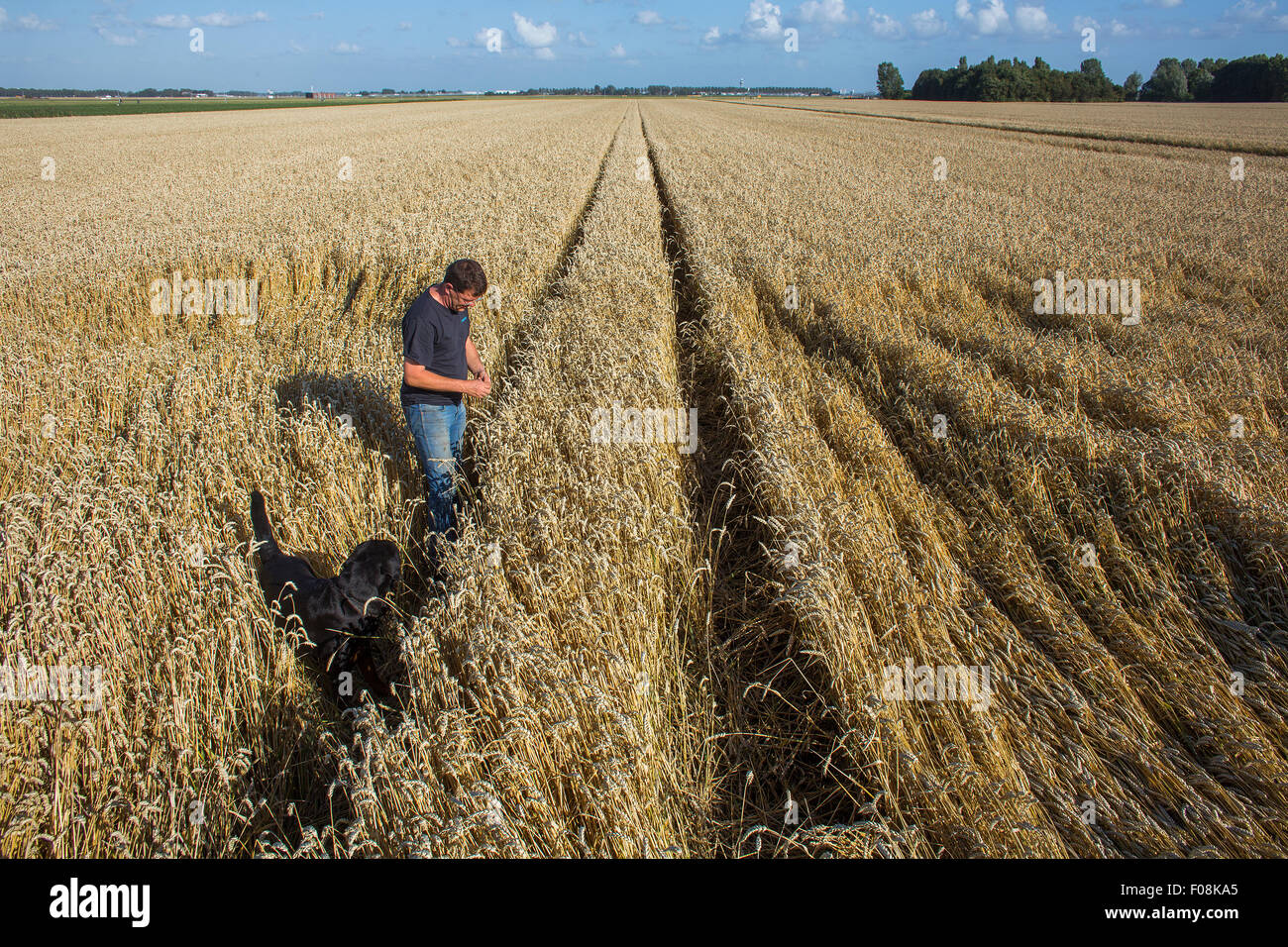 Agriculture land in the Netherlands Stock Photo - Alamy
