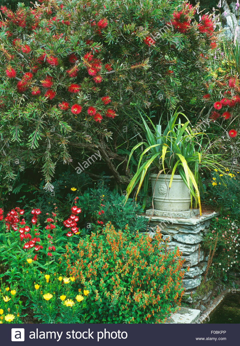 Cuphea Cyanea High Resolution Stock Photography and Images - Alamy