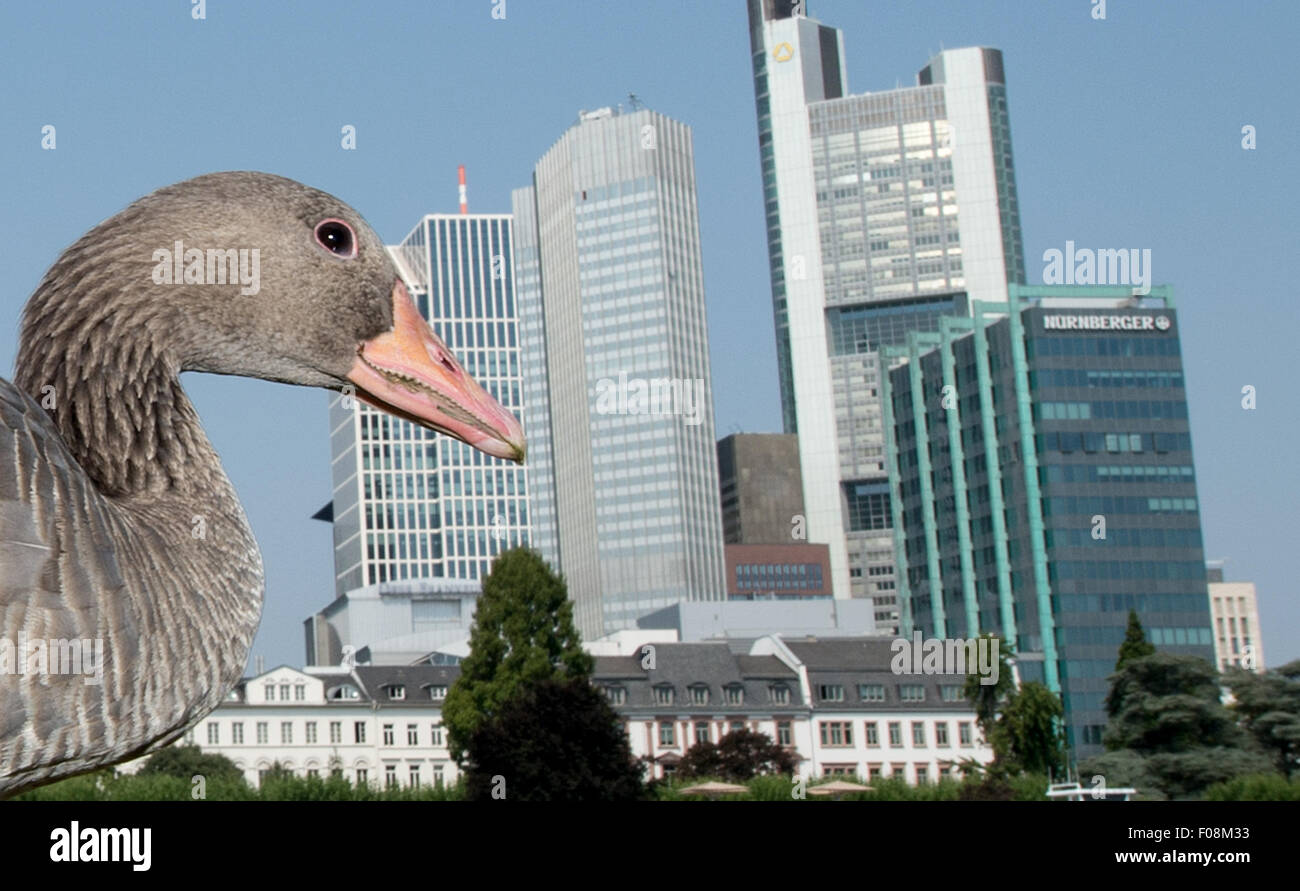 A greylag goose looking for food appears almost as tall as the high ...