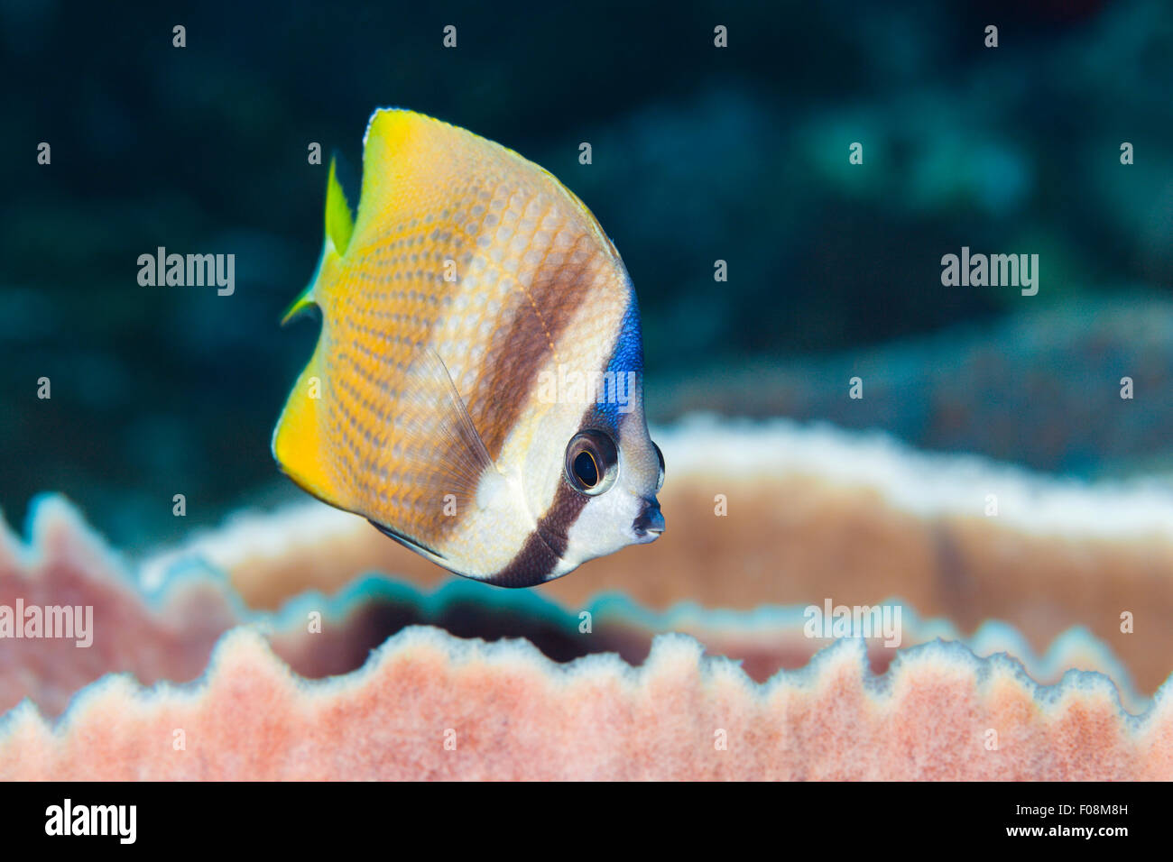 Kleins Butterflyfish, Chaetodon kleinii, Florida Islands, Solomon ...