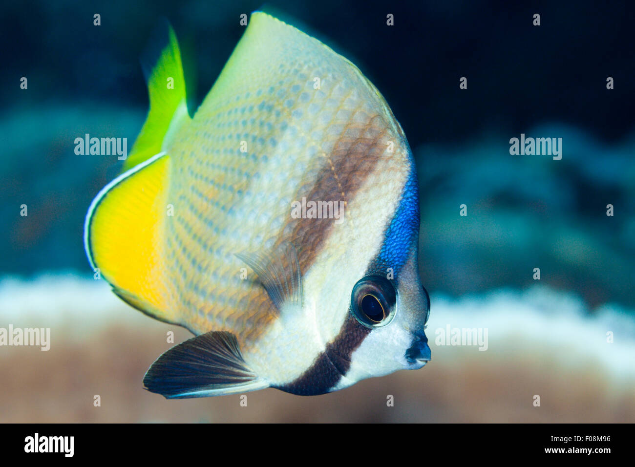Kleins Butterflyfish, Chaetodon kleinii, Florida Islands, Solomon ...