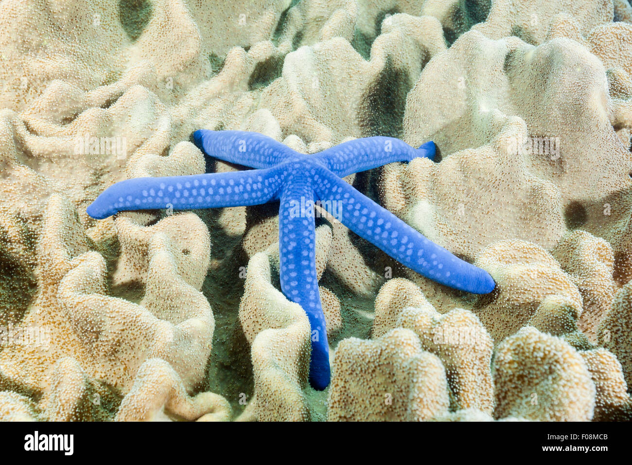 Blue Starfish, Linckia laevigata, Florida Islands, Solomon Islands ...