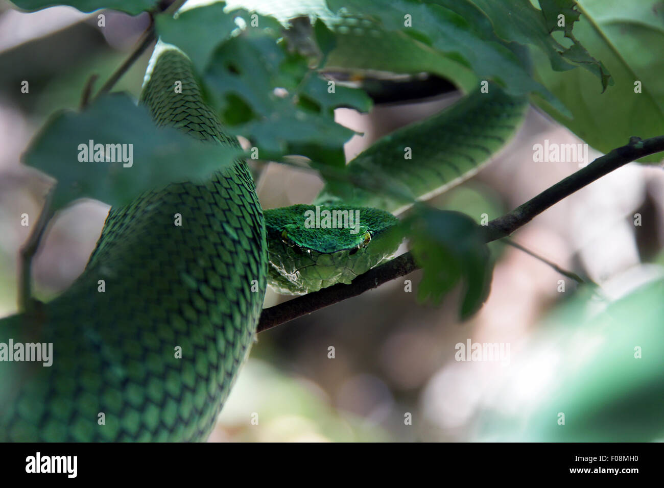 Green viper hi-res stock photography and images - Alamy