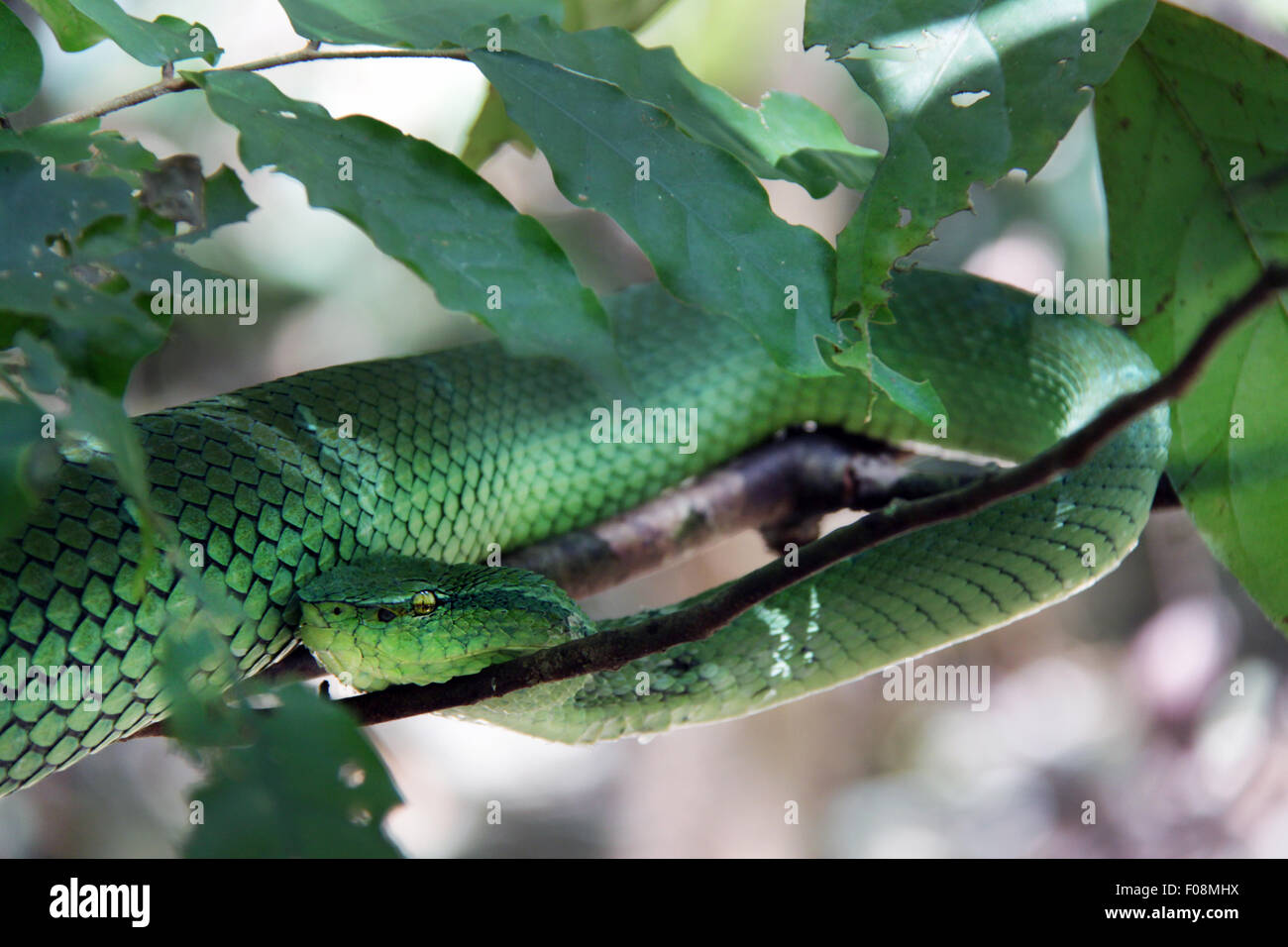 Green viper hi-res stock photography and images - Alamy