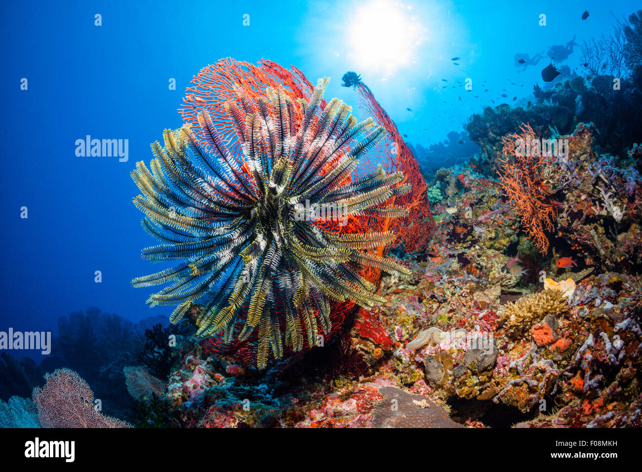 Crinoid in Coral Reef, Comanthina schlegeli, Marovo Lagoon, Solomon ...