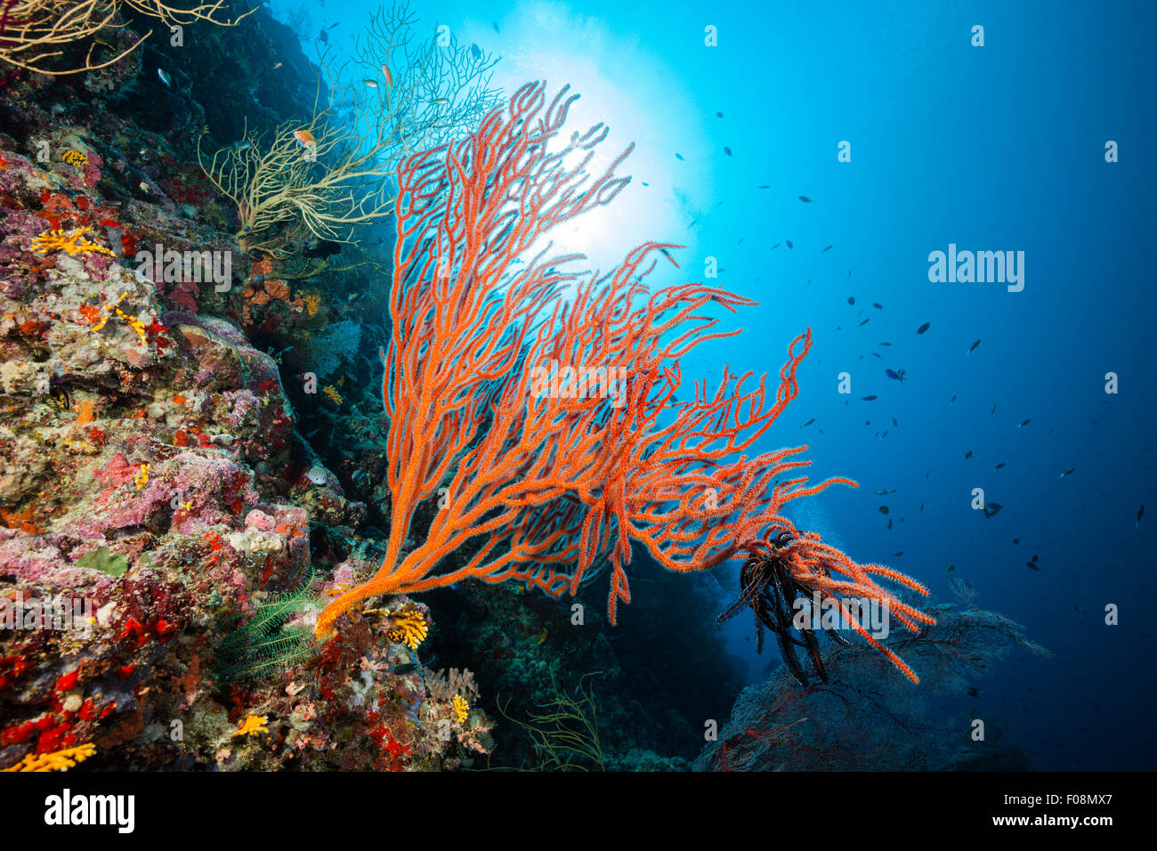 Colored Coral Reef, Marovo Lagoon, Solomon Islands Stock Photo - Alamy
