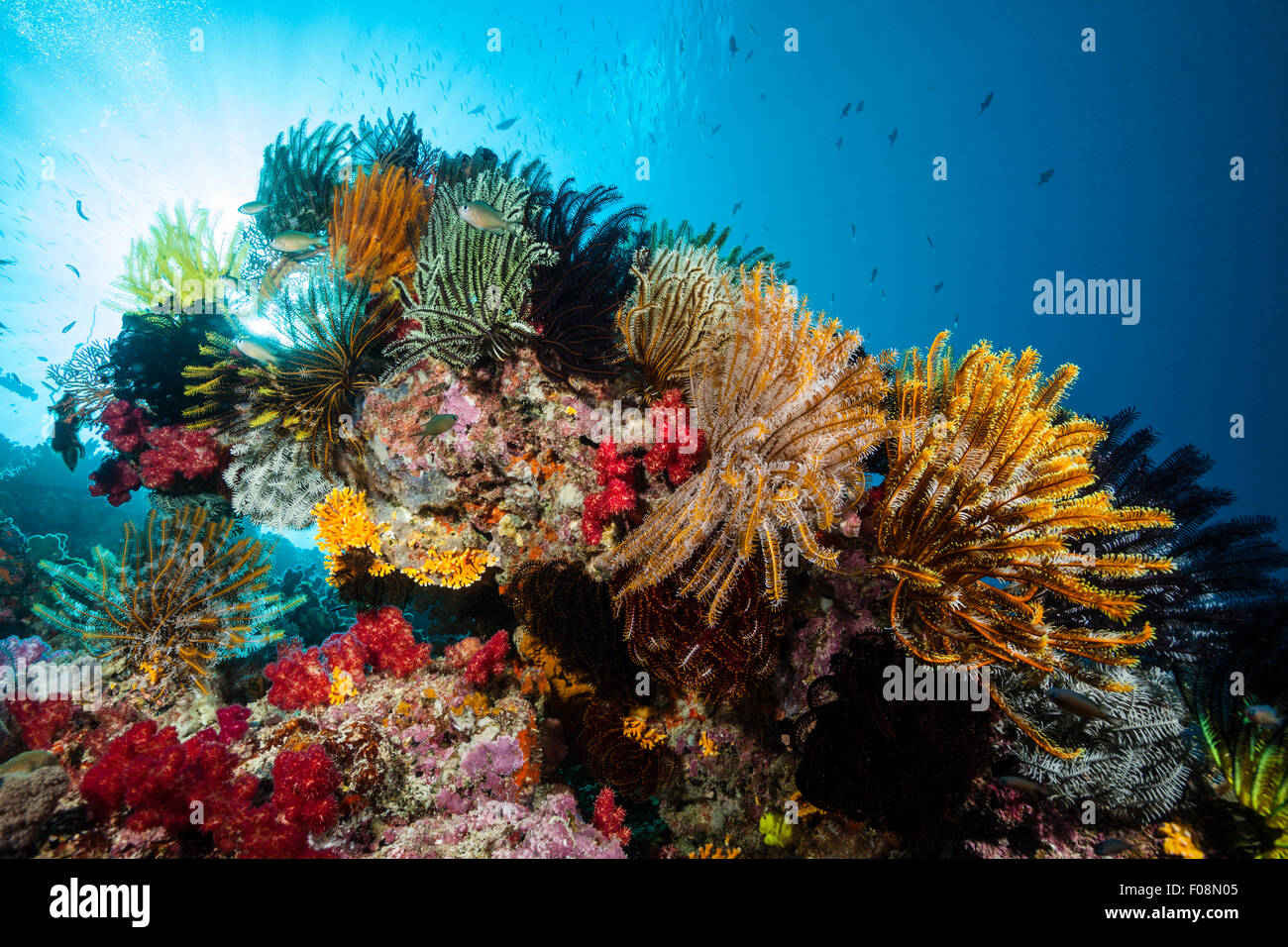 Colored Coral Reef, Marovo Lagoon, Solomon Islands Stock Photo - Alamy