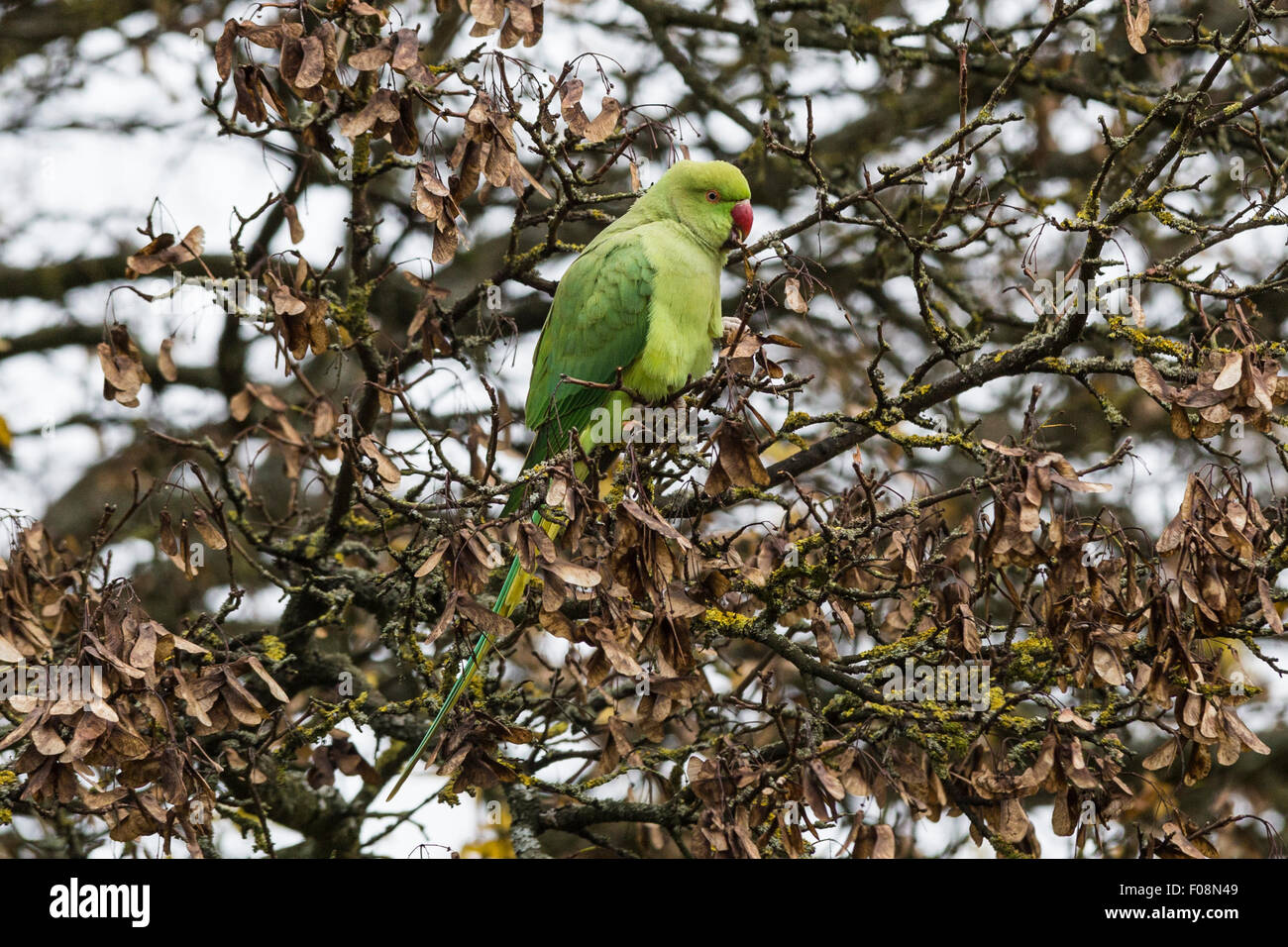 Rose-ringed parakeet, aka ring-necked parakeet, Psittacula krameri, in ...