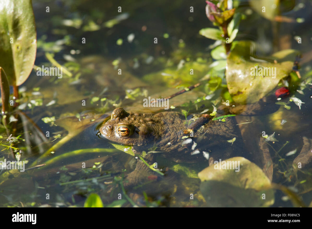 Toad in water uk hi-res stock photography and images - Alamy