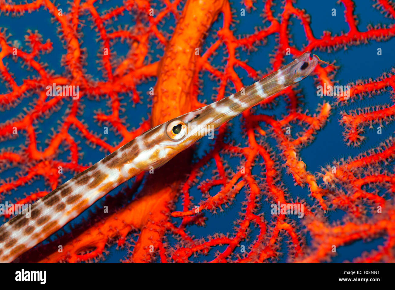 Trumpetfish, Aulostomus chinensis, Marovo Lagoon, Solomon Islands Stock ...