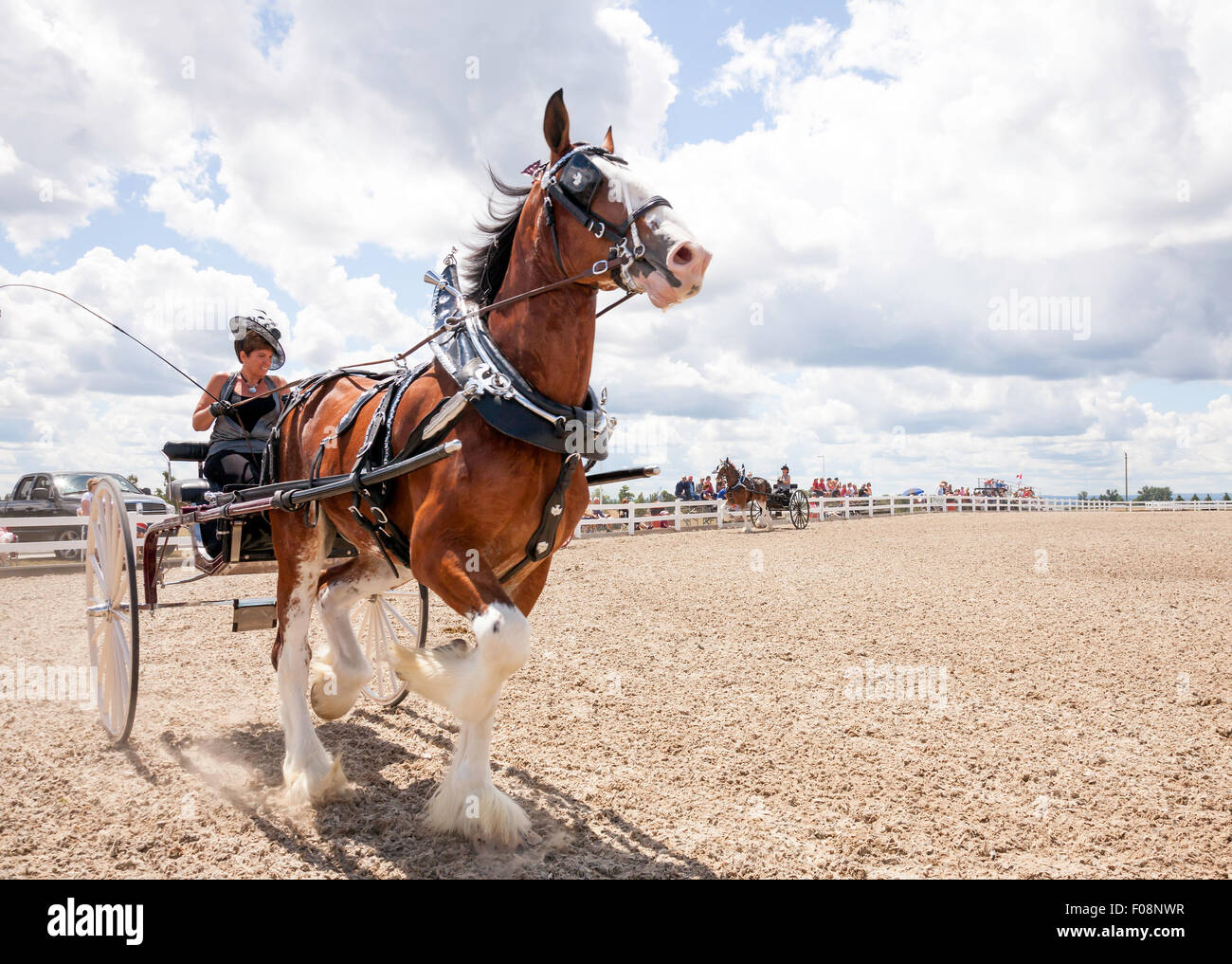 Canadian national draft horse show hi-res stock photography and images ...
