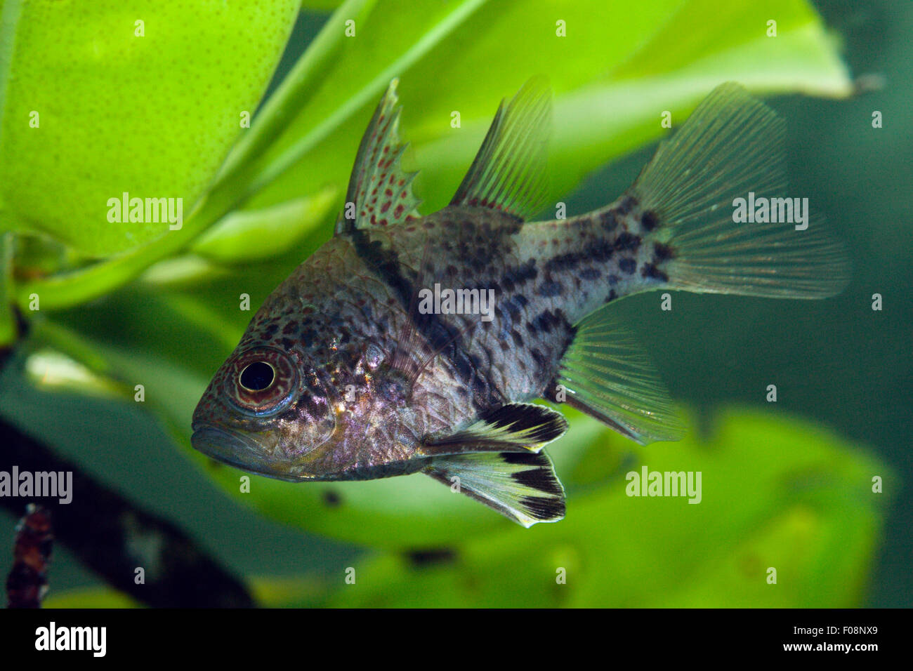 Orbiculated Cardinalfish, Sphaeramia orbicularis, Russell Islands ...