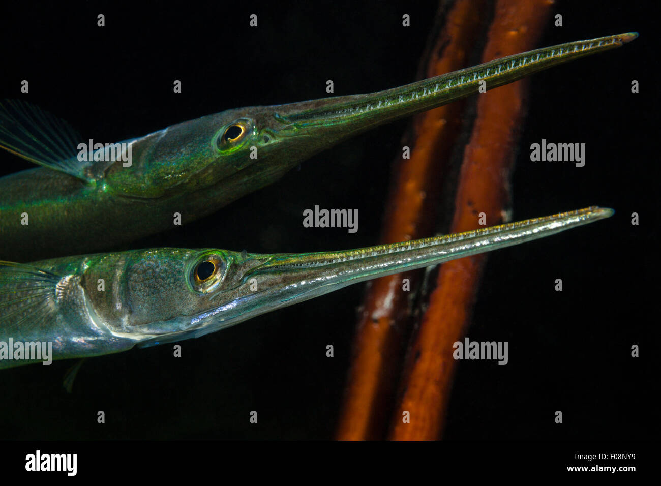 Needlefish be reflected at Water Surface, Tylosurus sp., Russell ...