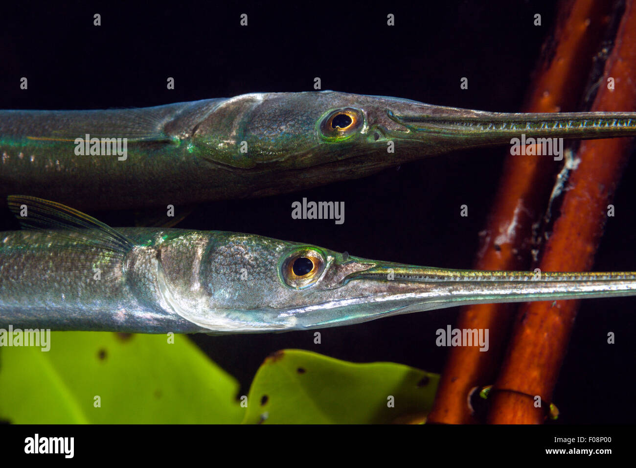 Needlefish be reflected at Water Surface, Tylosurus sp., Russell ...