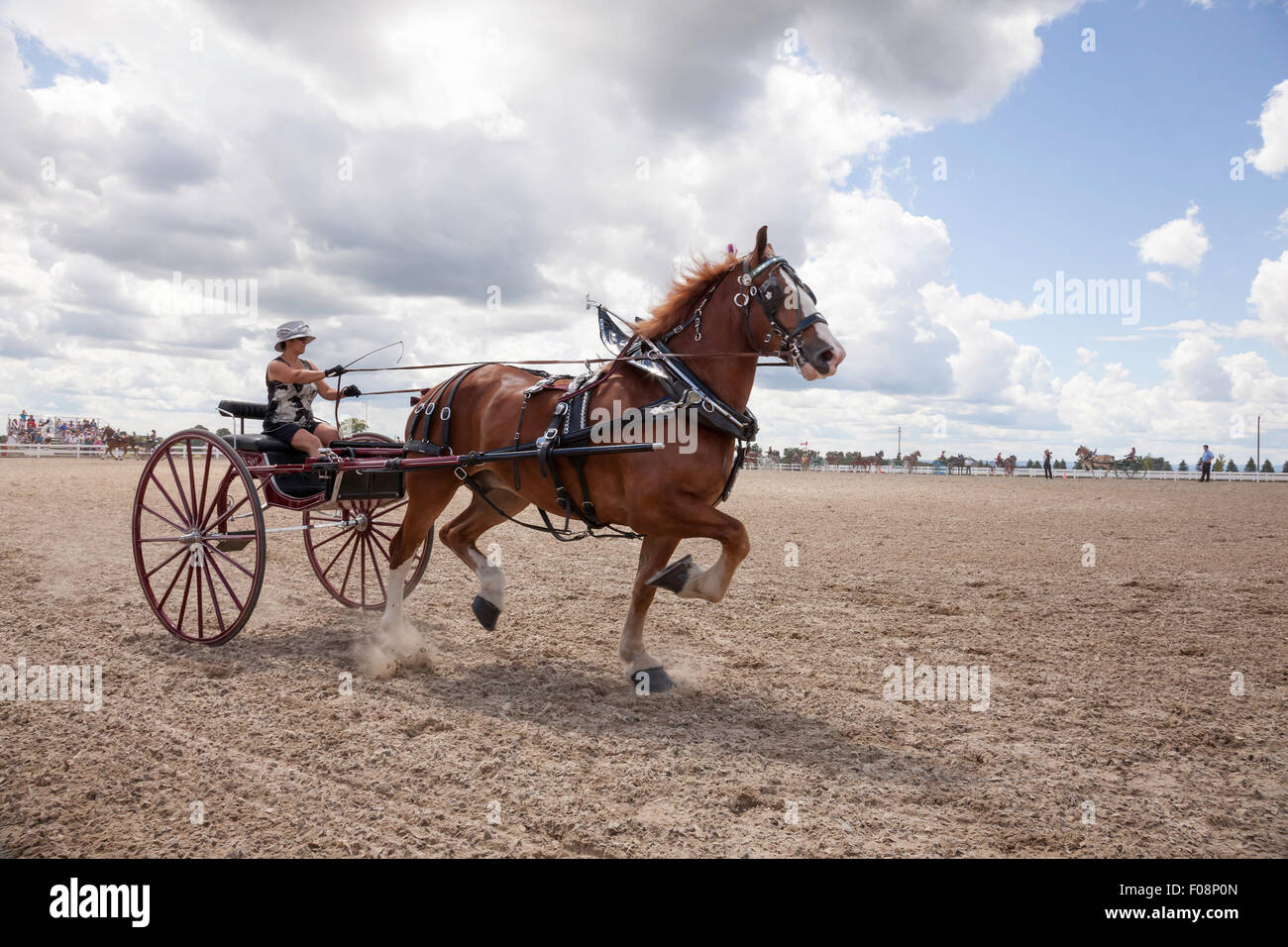 Canadian National Draft Horse Show High Resolution Stock Photography ...