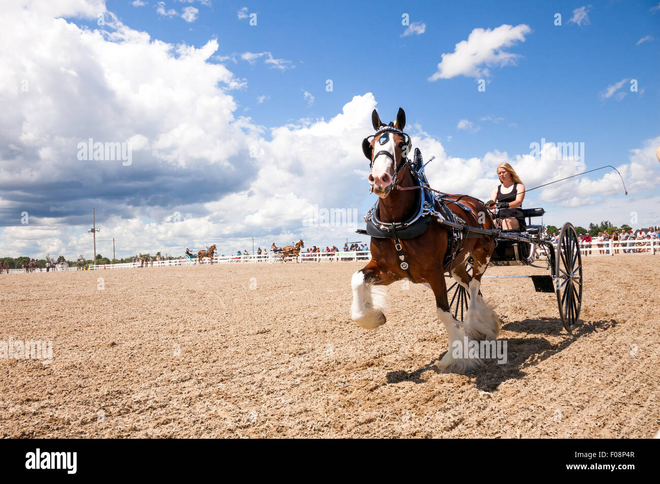 Canadian national draft horse show hi-res stock photography and images ...