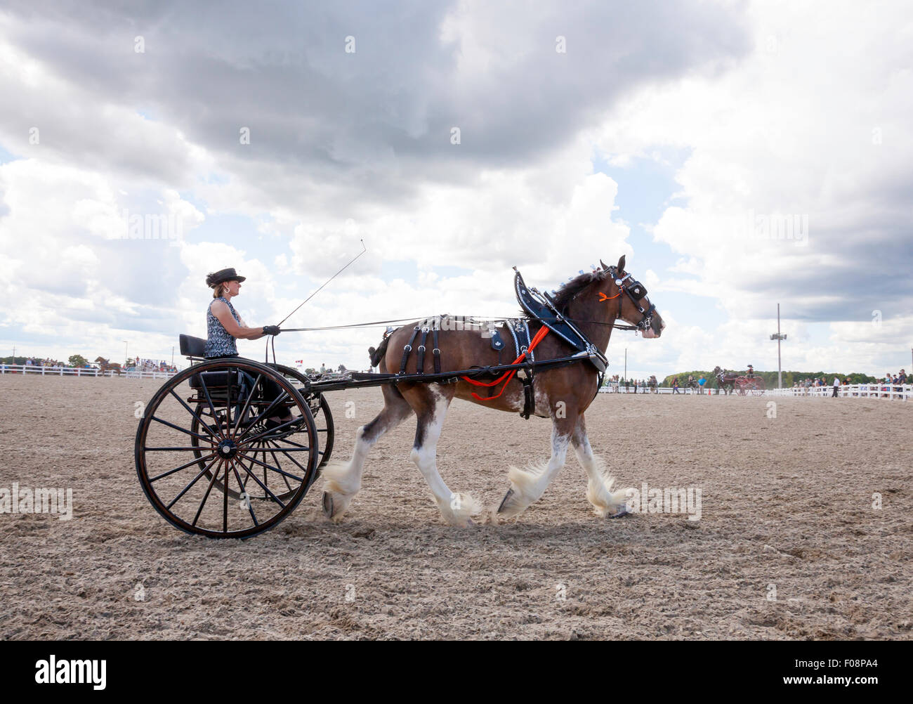 Canadian national draft horse draft horse hi-res stock photography and ...
