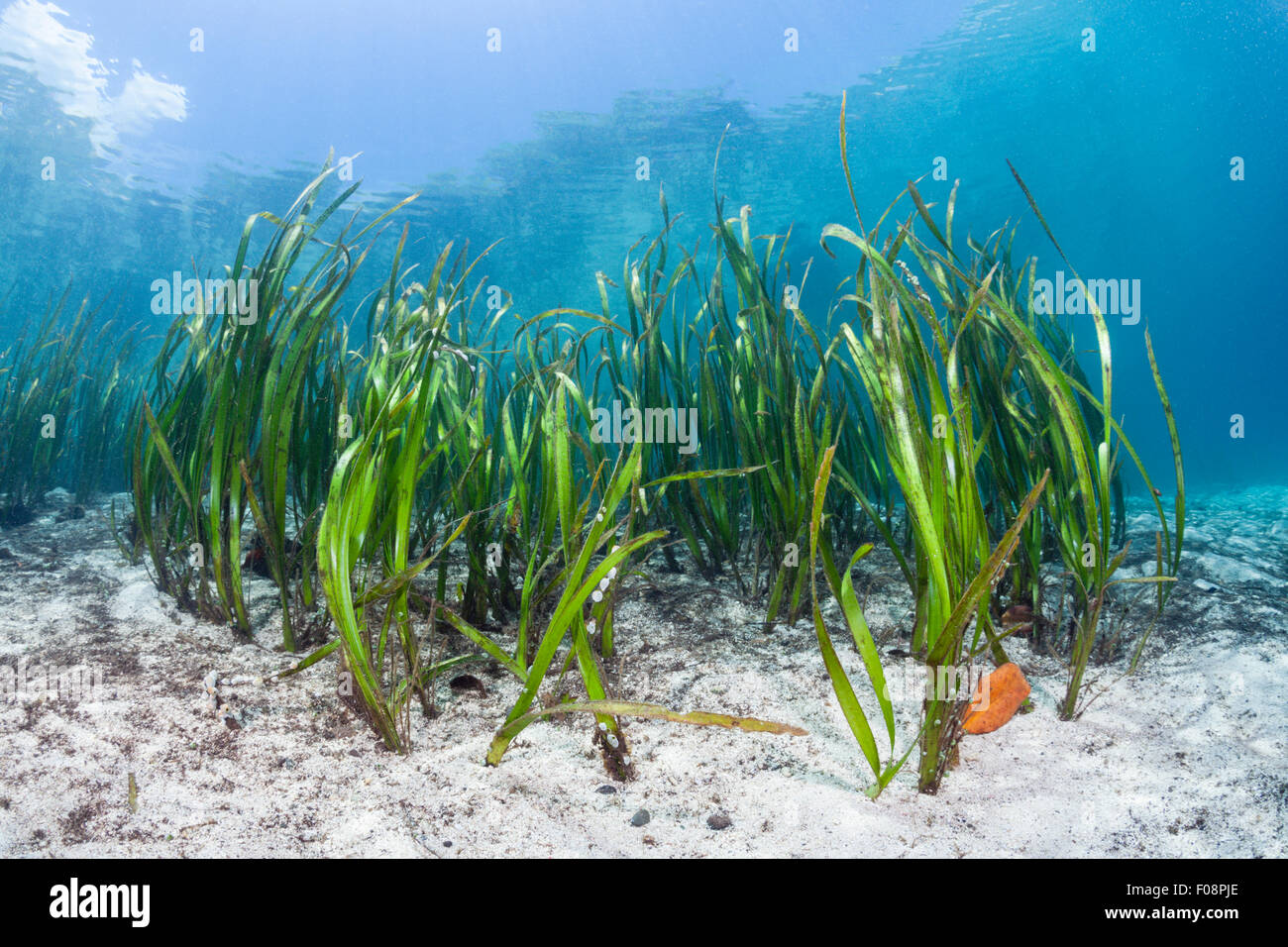 Seaweeds, Enhalus acoroides, Florida Islands, Solomon Islands Stock ...