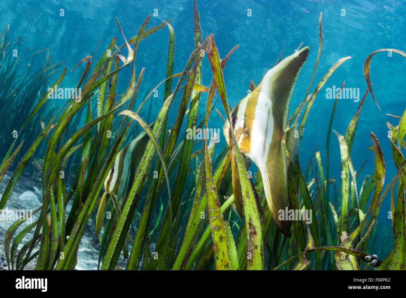 Juvenile Longfin Batfish, Platax teira, Florida Islands, Solomon ...