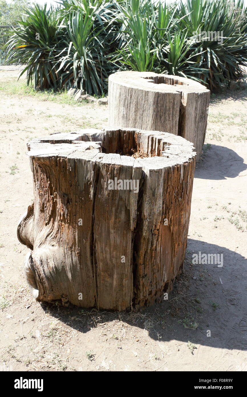 Two tree trunks hi-res stock photography and images - Alamy