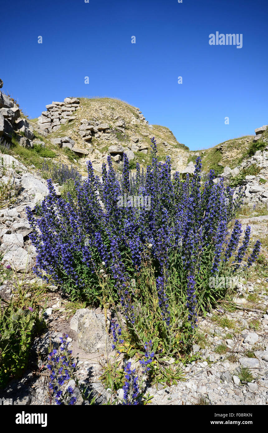 Viper's bugloss in King Barrow quarry, Portland Stock Photo - Alamy