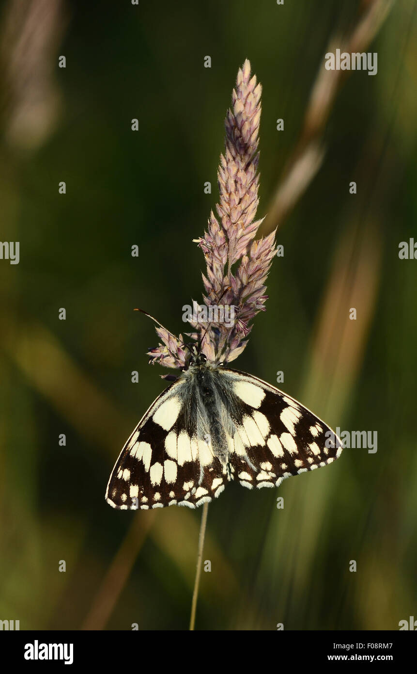 Marbled whites hi-res stock photography and images - Alamy