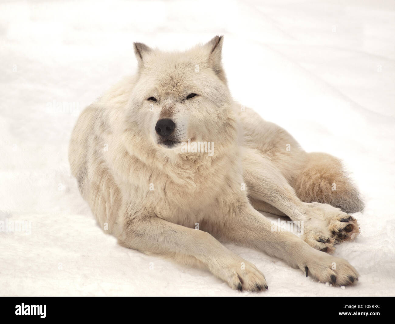 Extreme survival wildlife hi-res stock photography and images - Alamy