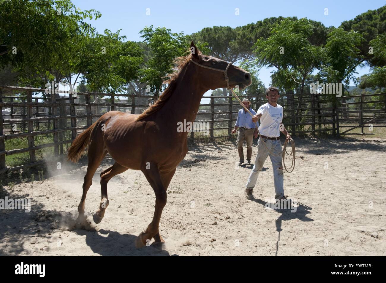 Two butteros with horse in ranch, Maremma, Tuscany, Italy Stock Photo ...
